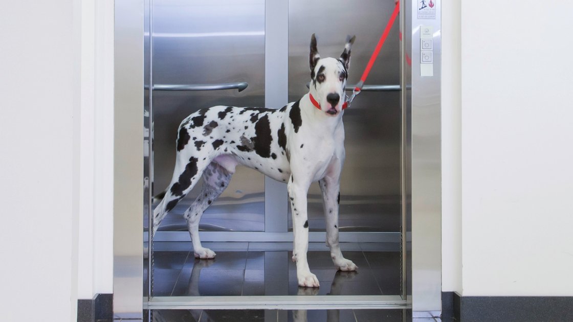 Keep your pet safe while riding an elevator | Schindler Group